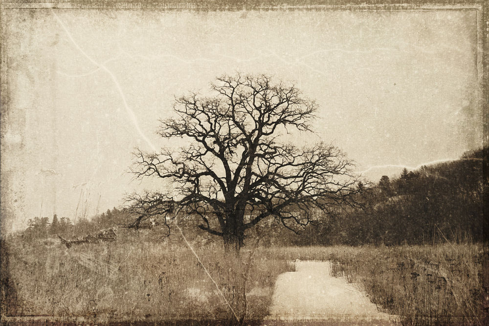Lynching Tree Drawing 039 – Hanging Tree 150 | Dyson's Dodecahedron